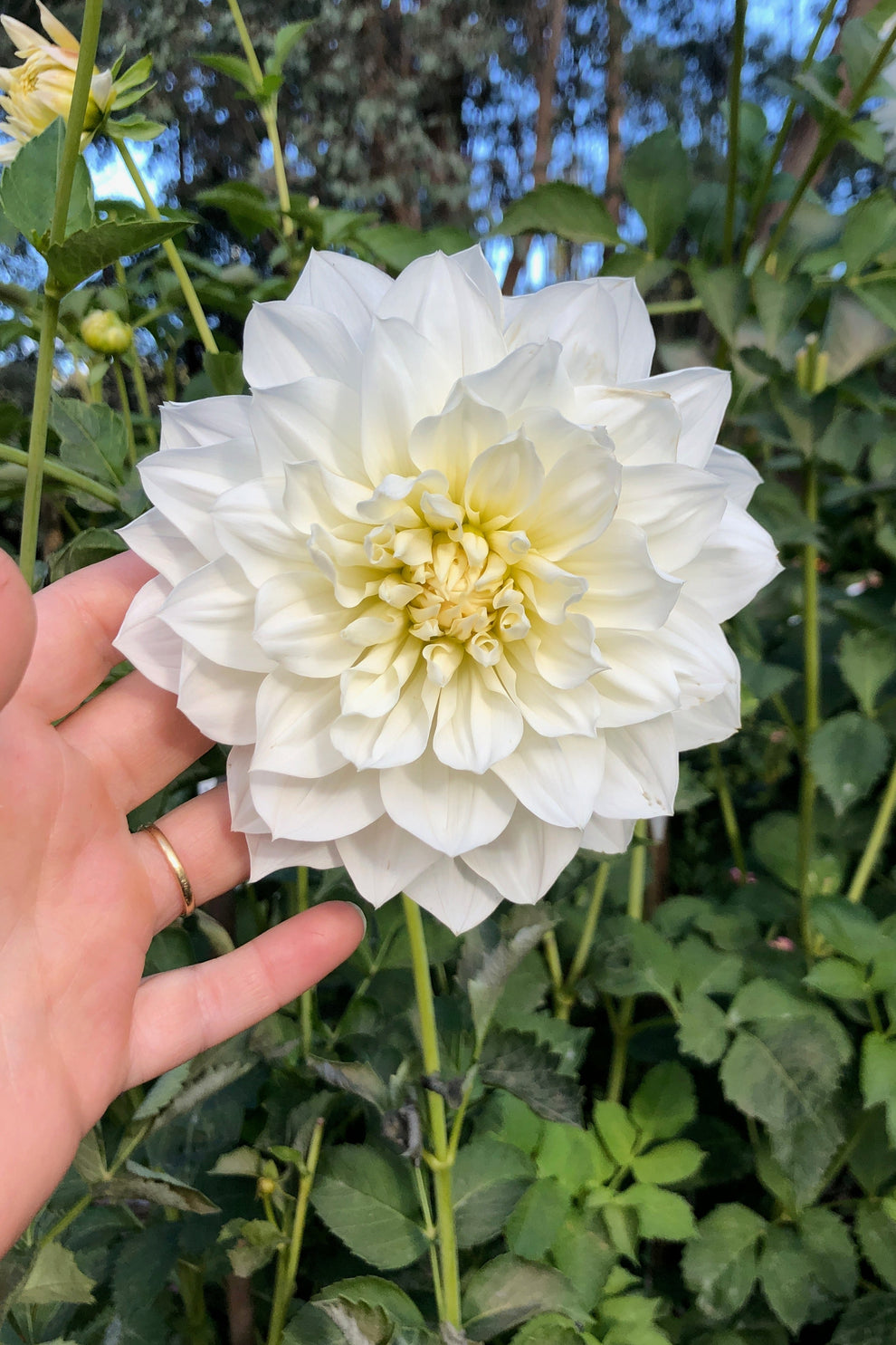 Dahlia Tuber - Joy Burkitt – Little Triffids Flowers