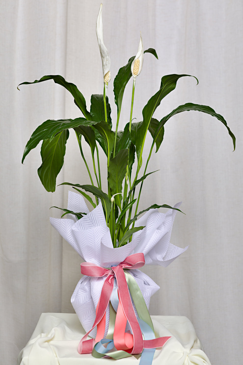 Peace Lily – Little Triffids Flowers
